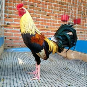 Las 13 Mejores Razas de Gallos de Pelea - Vitofarma