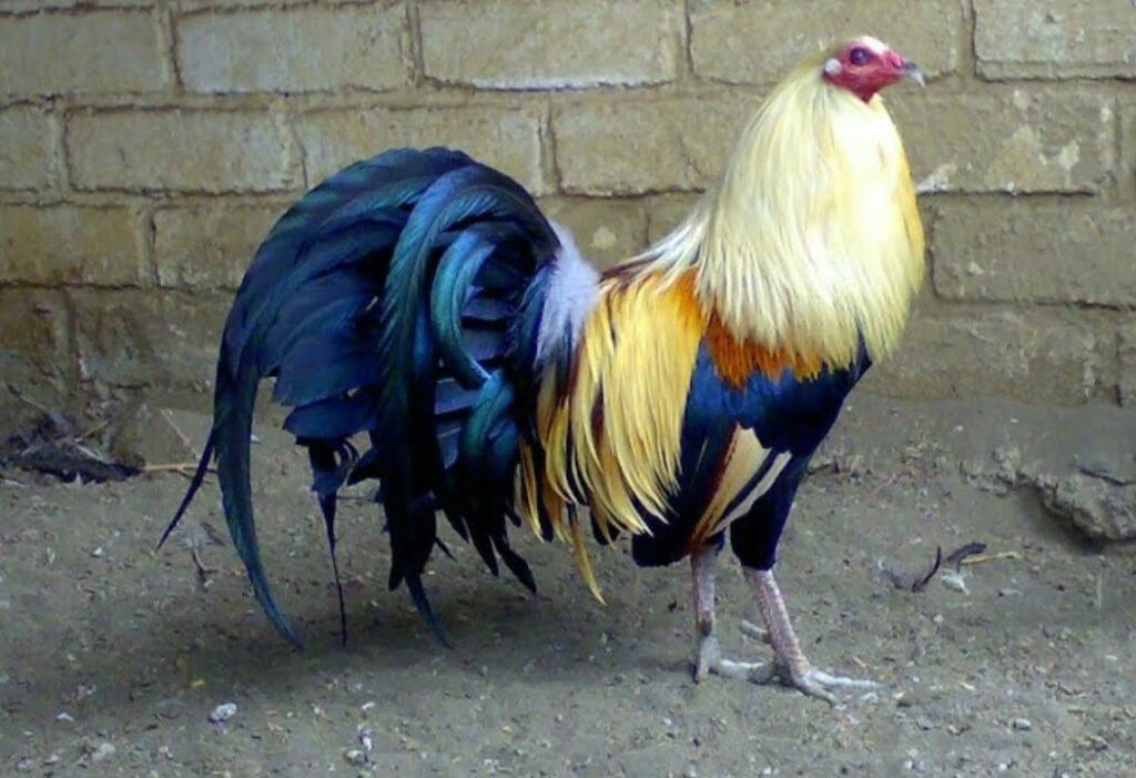 ¿Cómo entrenar los músculos de los gallos de pelea? - Vitofarma